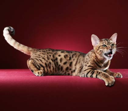 Campeonato de gatismo! | Lilian Pacce